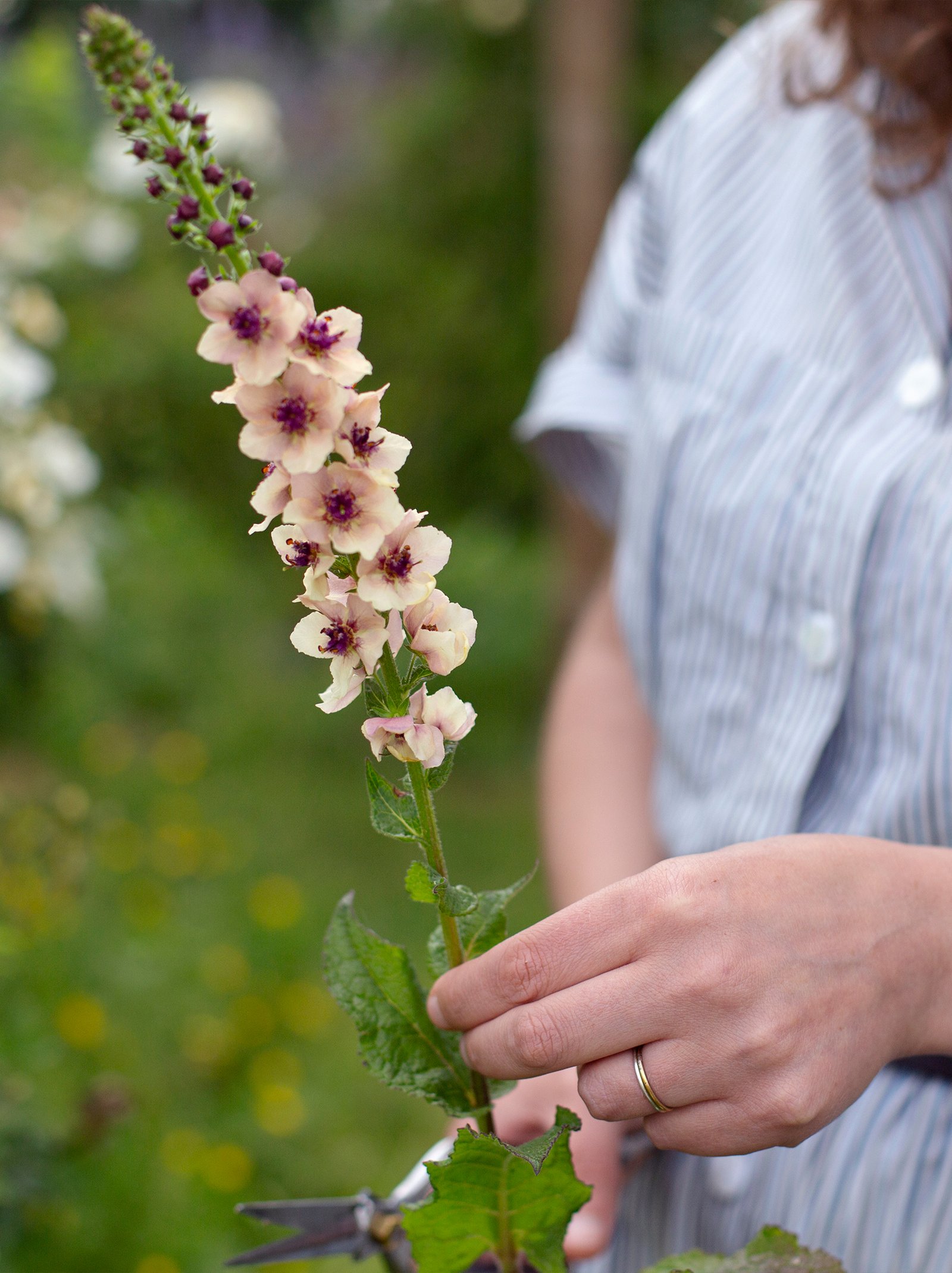 Summer flower arranging