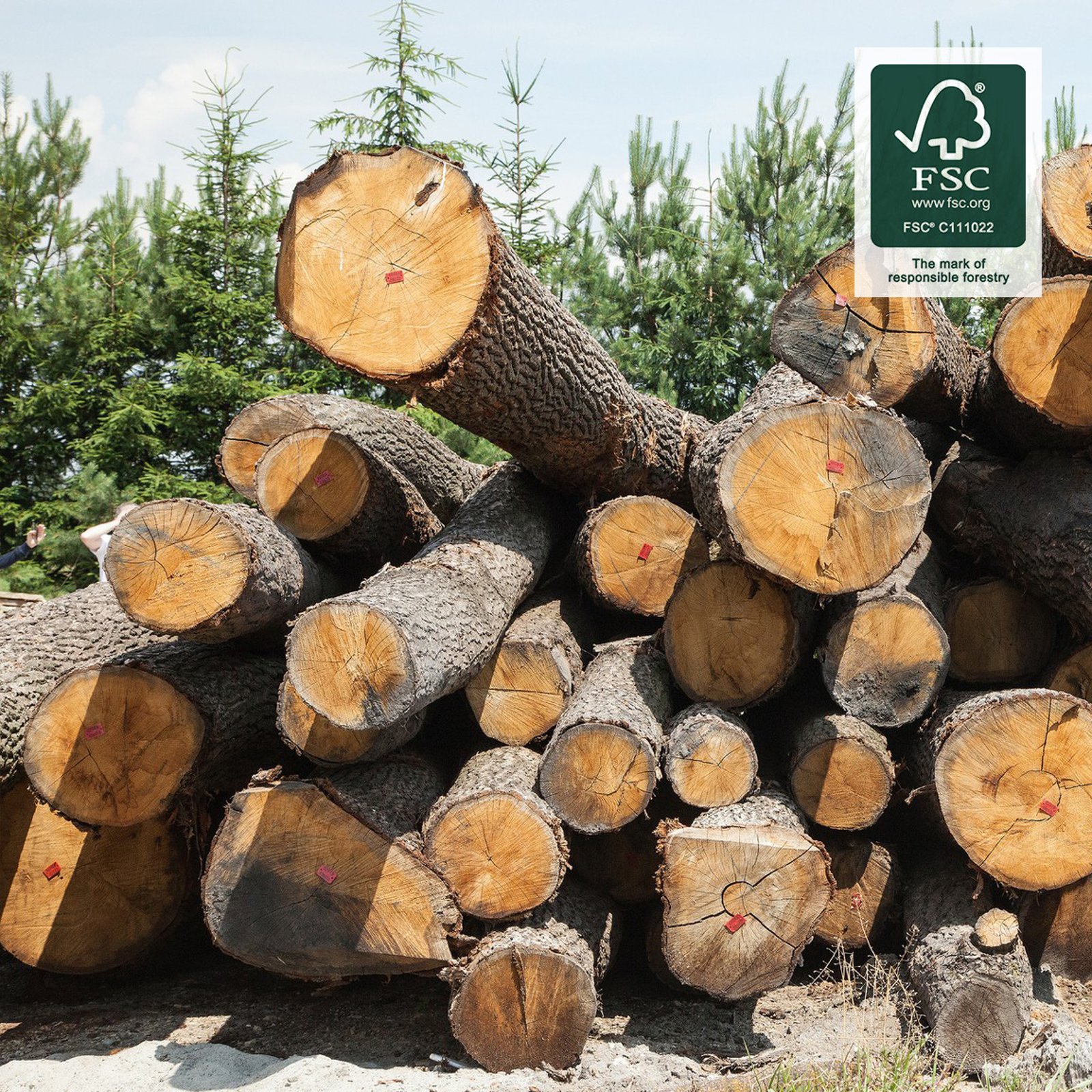 Sustainability | LSA International